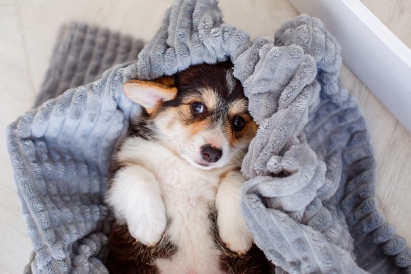 Dog Snoring: Is it Normal? | Great Pet Care