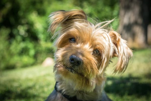 Dramamine for Dogs: Is It Safe? | Great Pet Care