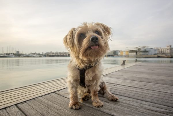 Dramamine for Dogs: Is It Safe? | Great Pet Care