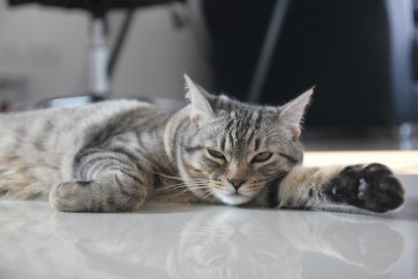 How Hot Is Too Hot for Cats? | Great Pet Care