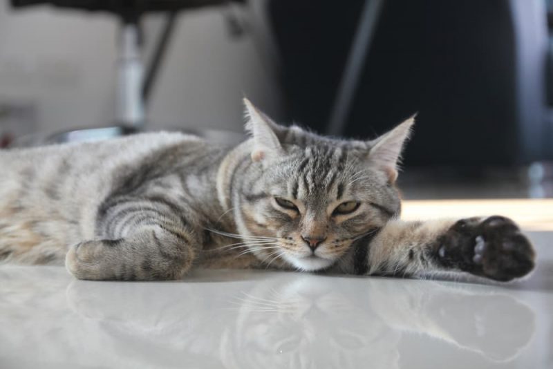How Hot Is Too Hot for Cats? | Great Pet Care