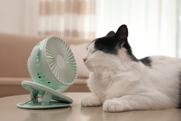 How Hot Is Too Hot for Cats? | Great Pet Care