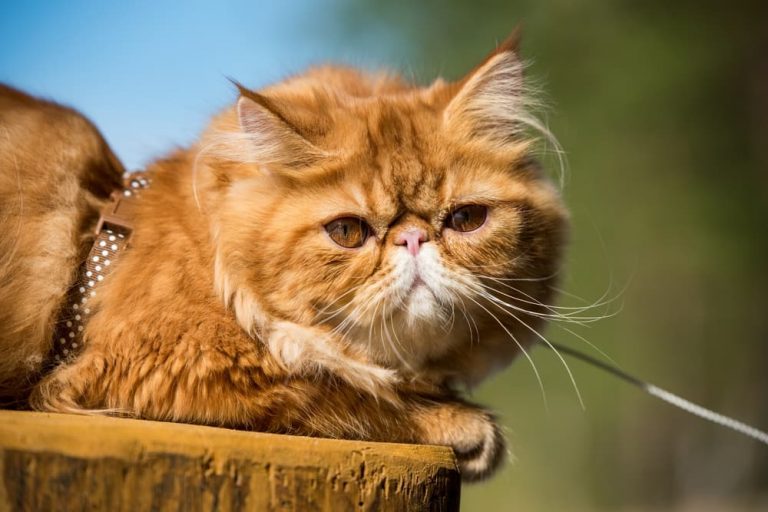 How Hot Is Too Hot for Cats? | Great Pet Care