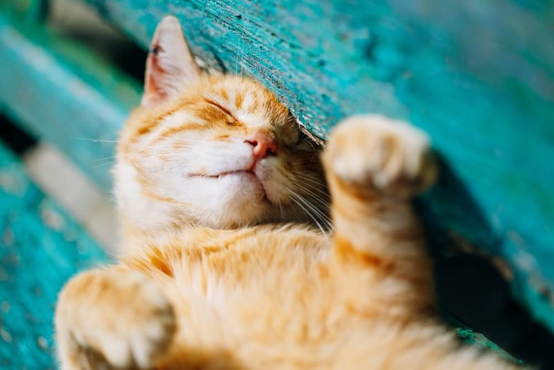 How Hot Is Too Hot for Cats? | Great Pet Care
