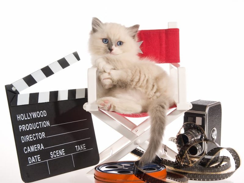 153 Disney Cat Names for Your Fairytale Feline | Great Pet Care