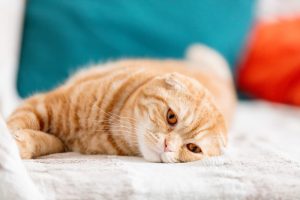 Blood in Cat Urine: 7 Common Causes | Great Pet Care