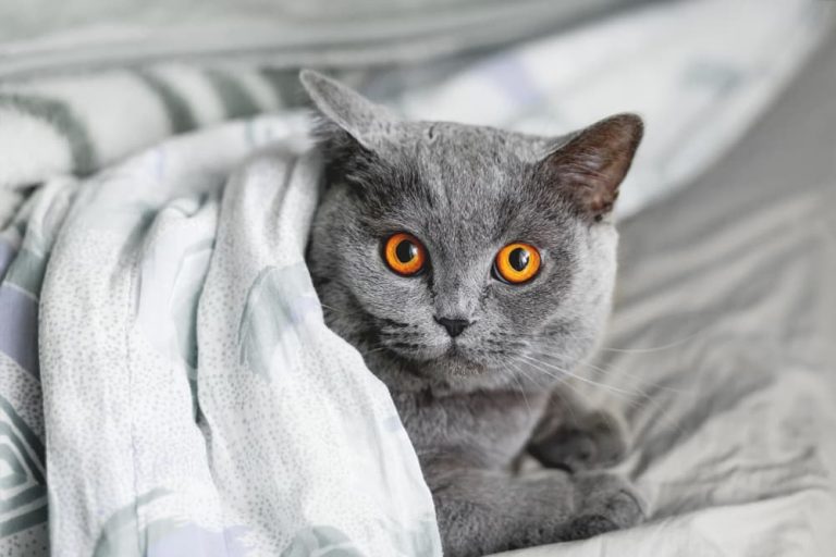 British Shorthair Cat Traits & Facts | Great Pet Care