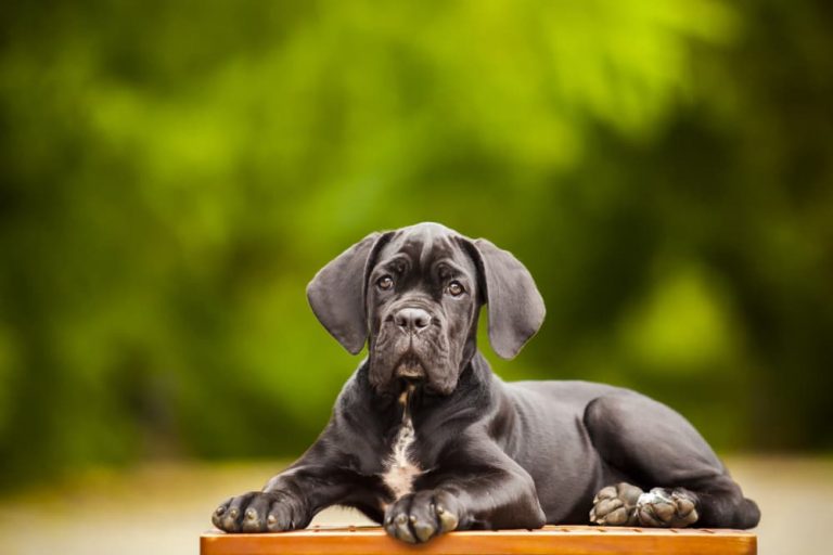 Cane Corso Dog Personality Traits & Facts | Great Pet Care