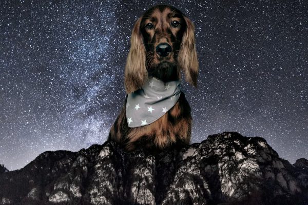 130 Space Names for Dogs That Are Universally Loved | Great Pet Care