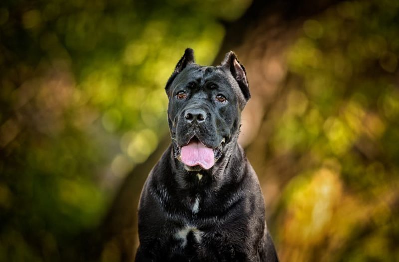 Cane Corso Dog Personality Traits & Facts | Great Pet Care
