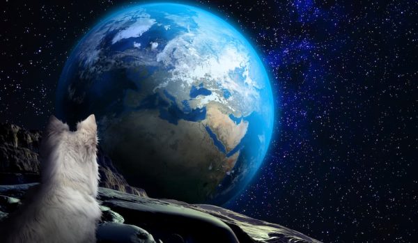 130 Space Names for Dogs That Are Universally Loved | Great Pet Care