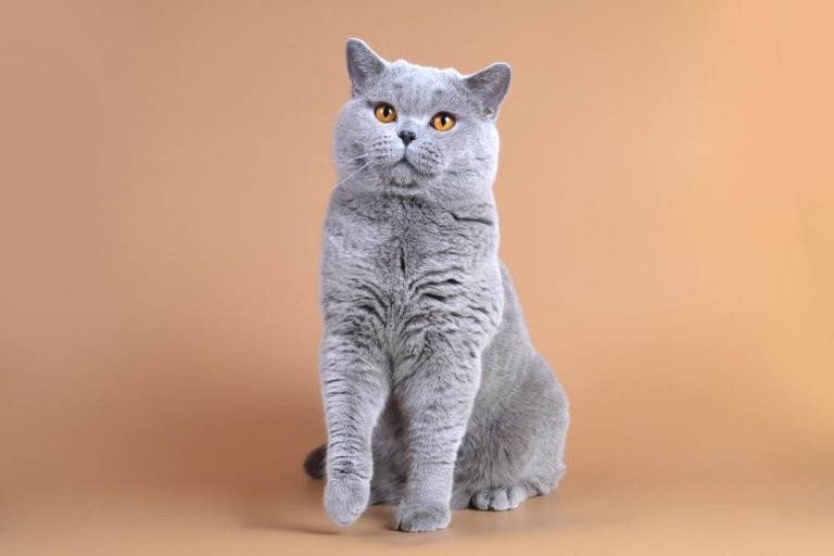 British Shorthair Cat Traits & Facts | Great Pet Care