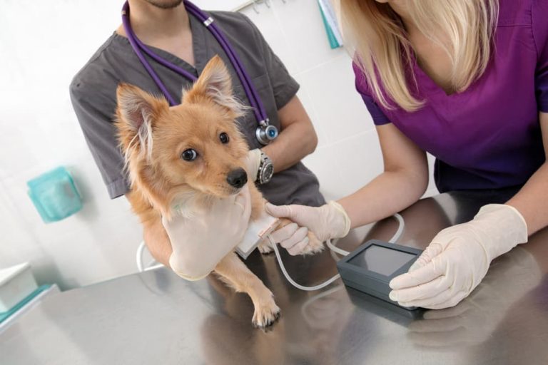 Can Dogs Lower Bp