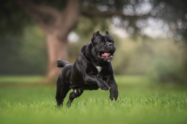 Cane Corso Dog Personality Traits & Facts | Great Pet Care