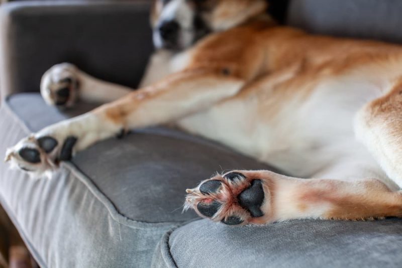 Pododermatitis in Dogs | Great Pet Care