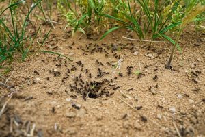 Ant Bites on Dogs: How to Identify and Treat | Great Pet Care