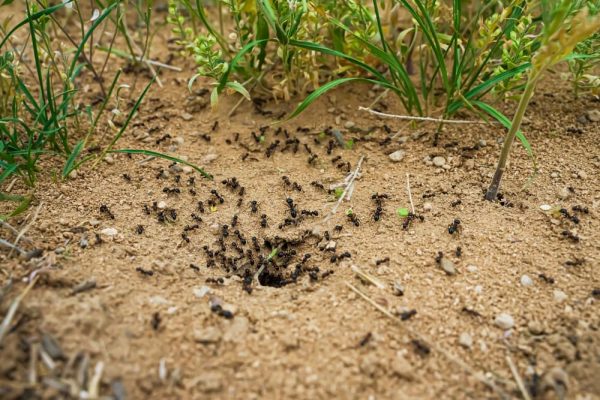 Ant Bites on Dogs: How to Identify and Treat | Great Pet Care