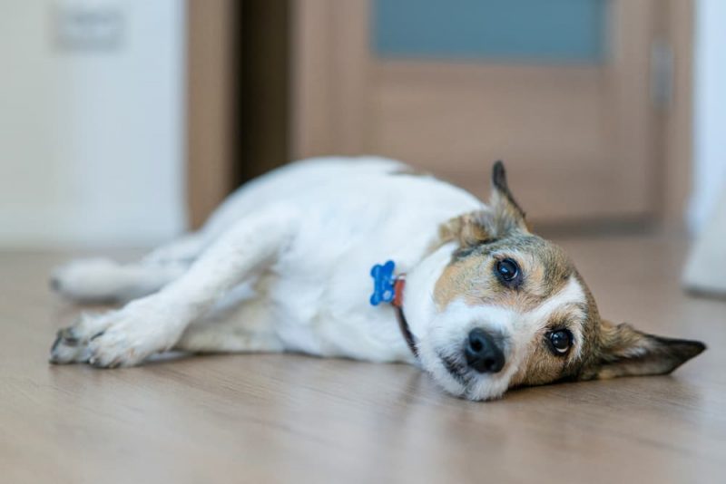 Normal Dog Blood Pressure: What Is It? | Great Pet Care