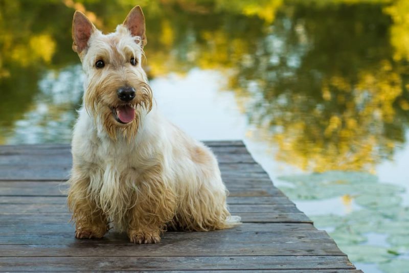 132 Scottish Dog Names to Celebrate History and Heritage | Great Pet Care
