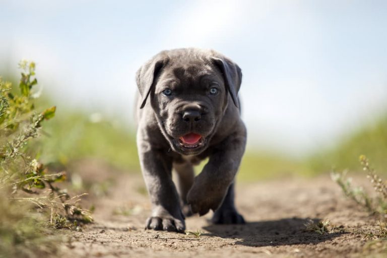 Cane Corso Dog Personality Traits & Facts | Great Pet Care