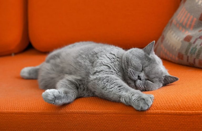 British Shorthair Cat Traits & Facts | Great Pet Care