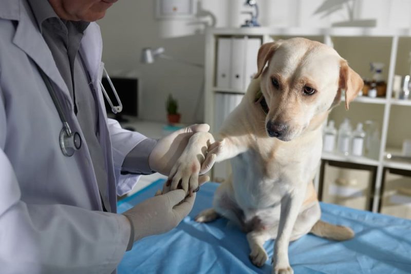 Pododermatitis in Dogs | Great Pet Care