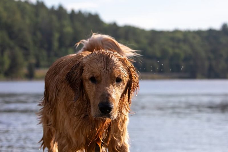 132 Scottish Dog Names to Celebrate History and Heritage | Great Pet Care