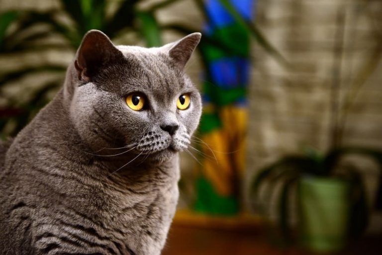 British Shorthair Cat Traits & Facts | Great Pet Care