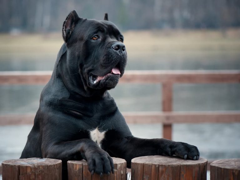 Cane Corso Dog Personality Traits & Facts | Great Pet Care