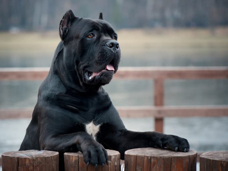 Cane Corso Dog Personality Traits & Facts | Great Pet Care