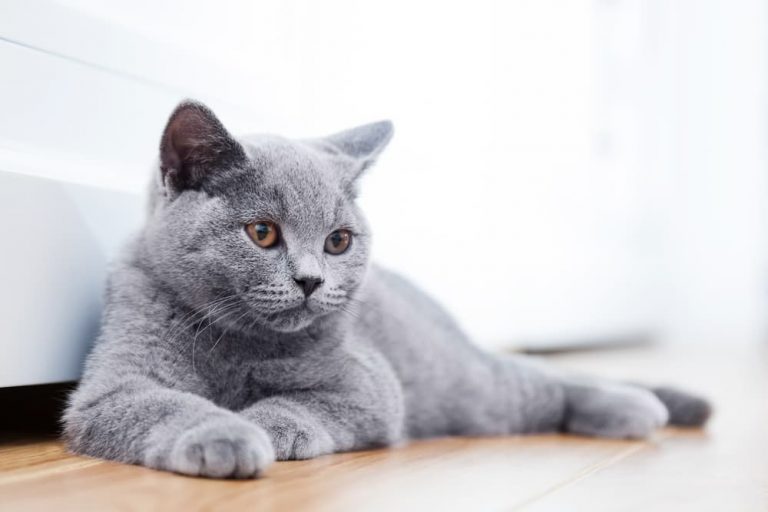 British Shorthair Cat Traits & Facts | Great Pet Care