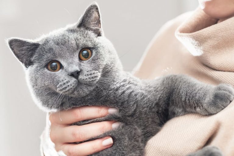 British Shorthair Cat Traits & Facts | Great Pet Care