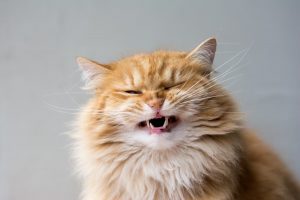115 Mischievous Cat Names for Conniving Felines | Great Pet Care