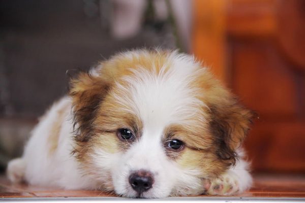 Dog Throwing Up Blood: Causes and What to Do | Great Pet Care