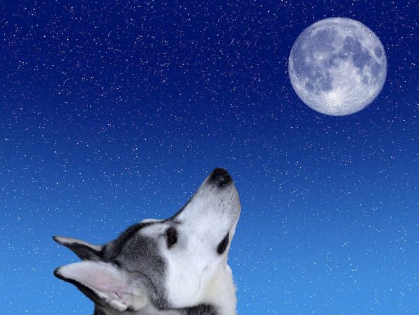 130 Space Names for Dogs That Are Universally Loved | Great Pet Care