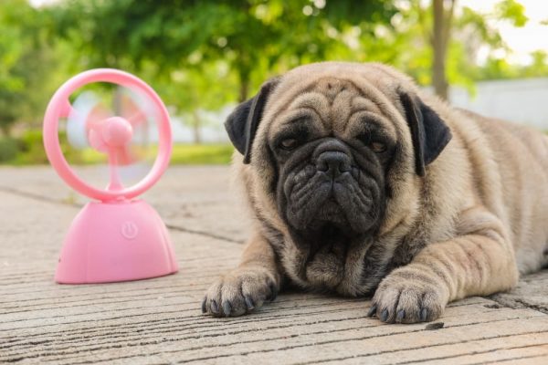 How to Keep Dogs Cool in the Summer | Great Pet Care