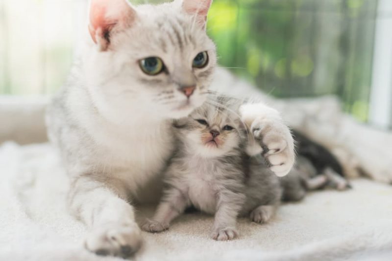 Adopting a Kitten or Adult Cat: Which is Better for You? | Great Pet Care