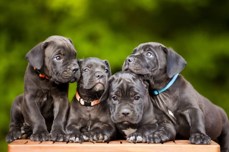 Cane Corso Dog Personality Traits & Facts | Great Pet Care