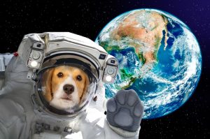 130 Space Names for Dogs That Are Universally Loved | Great Pet Care
