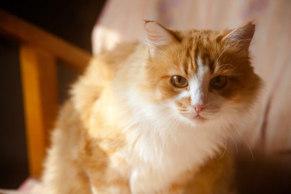 Yellow Cat Poop: What Does It Mean? | Great Pet Care