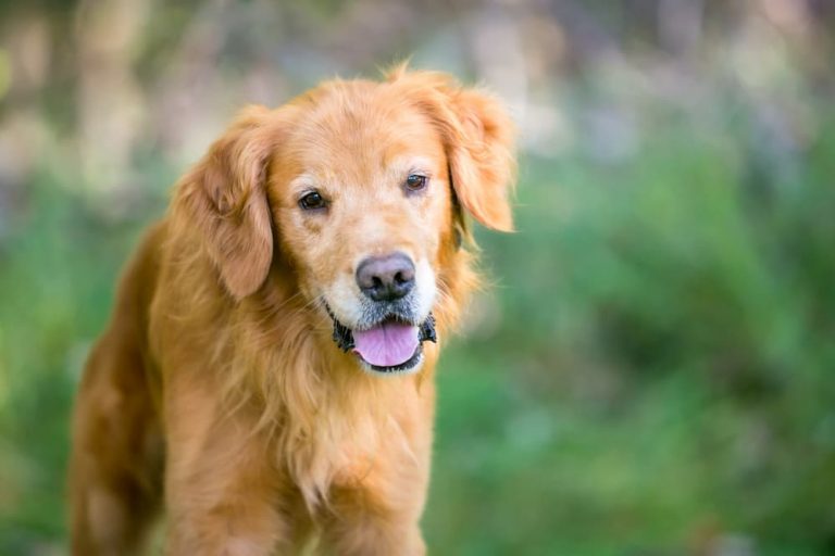 Vitiligo in Dogs | Great Pet Care