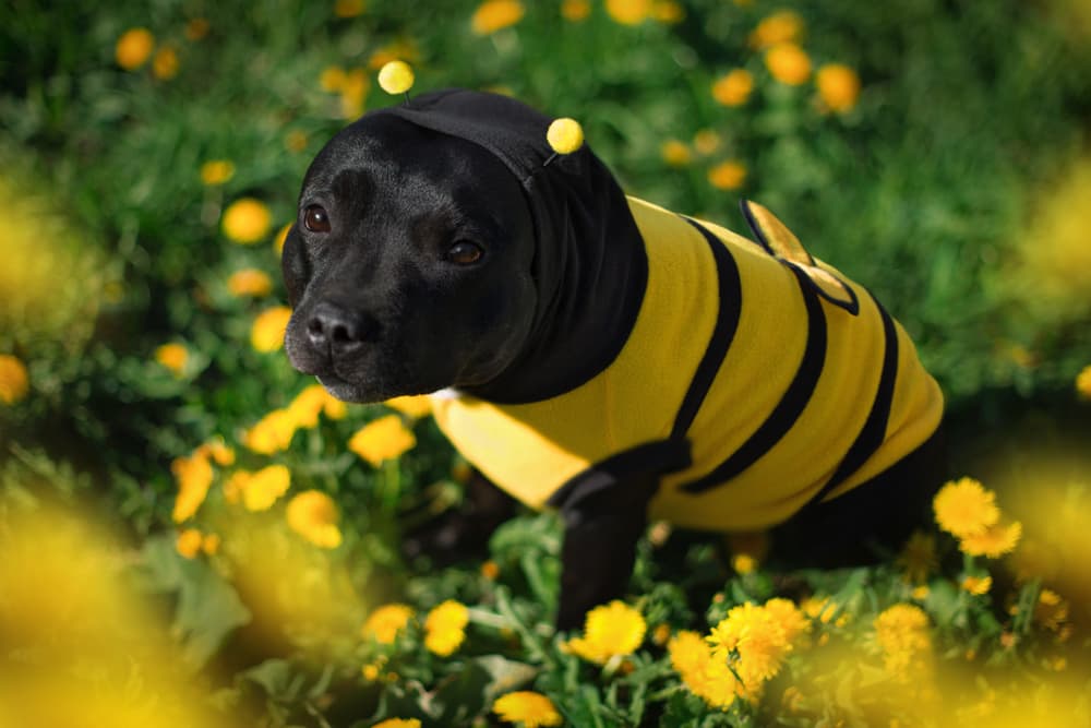 7 Best Funny Dog Costumes Of 2023 Great Pet Care 7 Best Funny Dog Costumes Of 2023 Great Pet Care