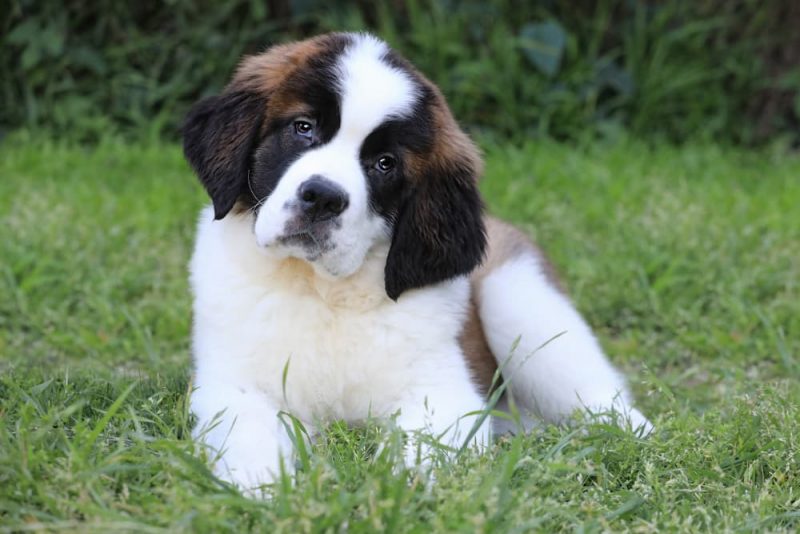 Saint Bernard Personality Traits & Facts | Great Pet Care
