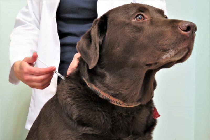 Diabetes in Dogs Treatment Plan: What to Expect | Great Pet Care