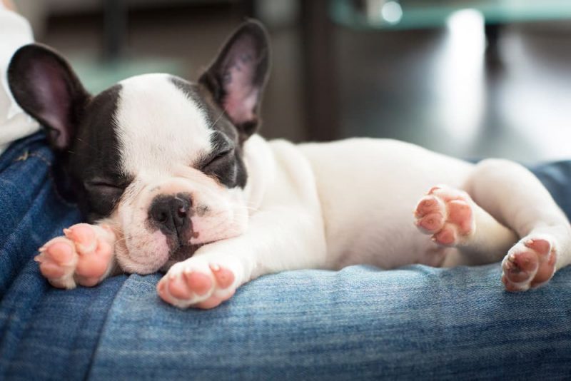 The Best Apartment-Friendly Dog Breeds | Great Pet Care