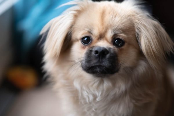 12 of the Loafiest Couch Potato Dog Breeds | Great Pet Care