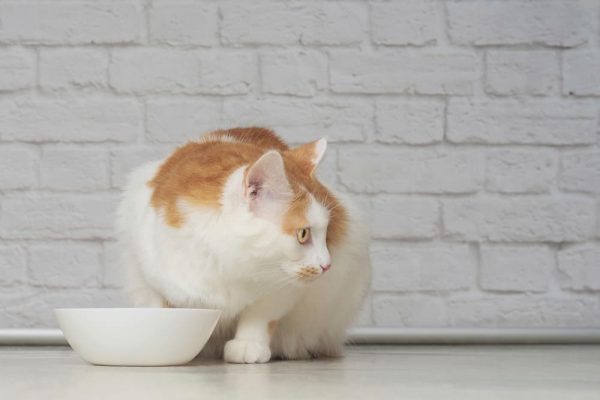 Is My Cat Overweight? 7 Ways to Tell | Great Pet Care