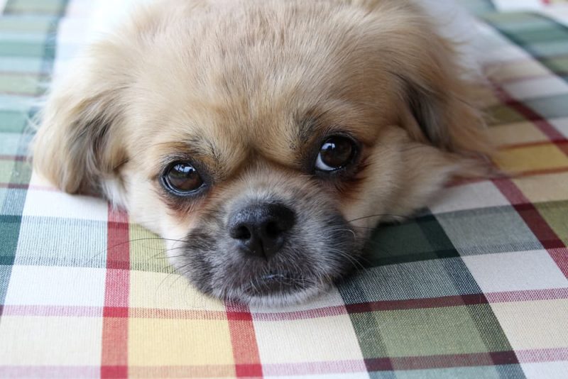 The Best Apartment-Friendly Dog Breeds | Great Pet Care