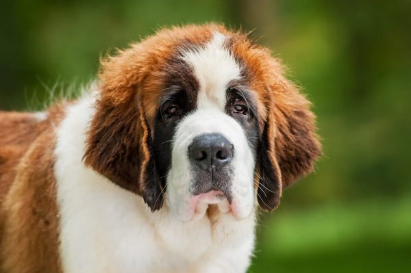 Saint Bernard Personality Traits & Facts | Great Pet Care