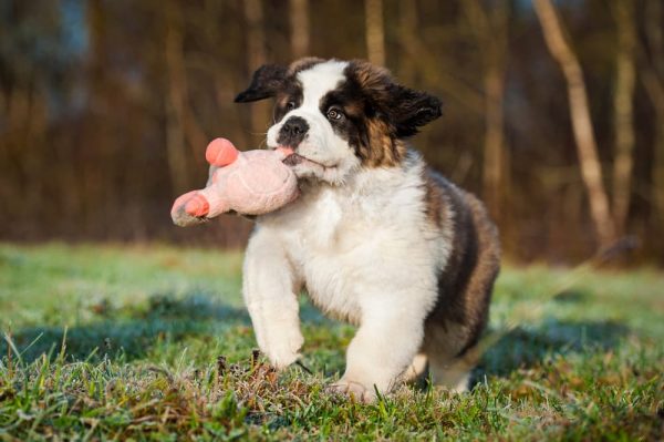 Saint Bernard Personality Traits & Facts | Great Pet Care